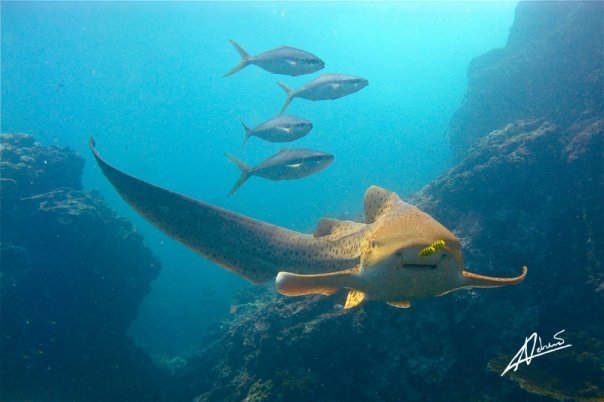 Phuket Shark Point - Top Phuket Dive Site