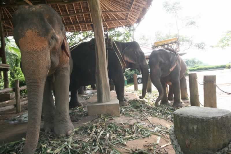 Elephant Trekking Phuket with Easy Day Phuket Tour